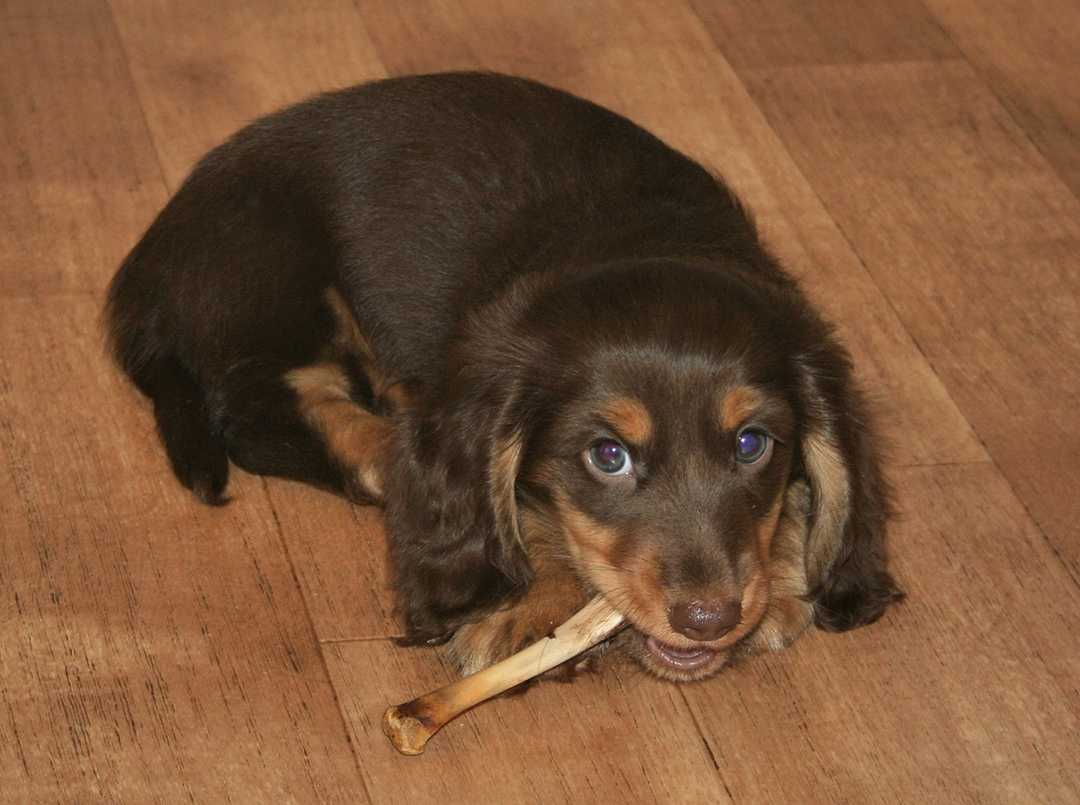 What Type of Antler Is Best for Dogs? – Pet Expertise