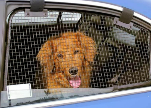 The Comprehensive Guide to Pet Window Guards – Pet Expertise